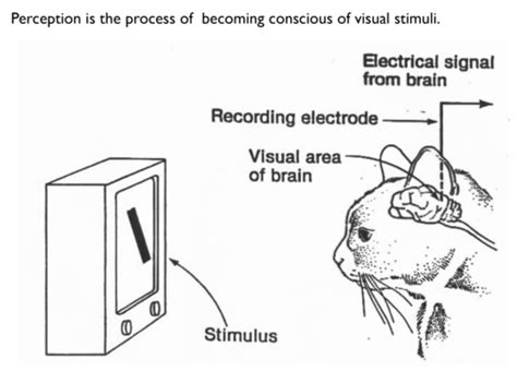 Visual Cues Unit 3 Flashcards Quizlet