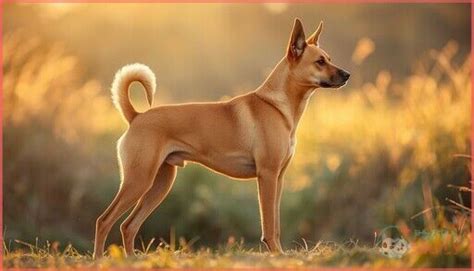 Carolina Dog Breed Traits Temperament And Care Guide