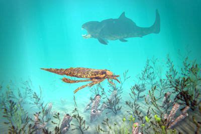 Prehistoric Life During The Eocene Epoch