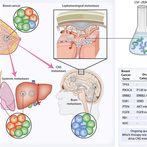 Clonal Evolution Combined With Selective Pressure Of Systemic Therapies