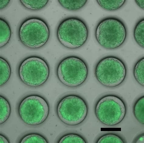 Fig S1 Close Up Of The Microwell Array With Hek293t Cell Spheroids Download Scientific Diagram