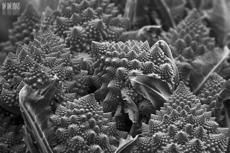 무료 이미지 나무 자연 검정색과 흰색 화이트 거리 사진술 잎 꽃 서리 도심 야채 공원 흙 시장 식물학 검은 단색화 플로라 브로콜리 밀