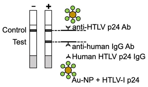 Development And Validation Of A Rapid Screening Test For Htlv I Igg Antibodies