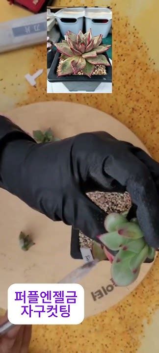 적심자구 컷팅하는 시연다육이창금번식하는 방법多肉植物 다육이 자구 컷팅하는 방법다육이 번식다육식물다육이재테크s Succulent Plants Garden