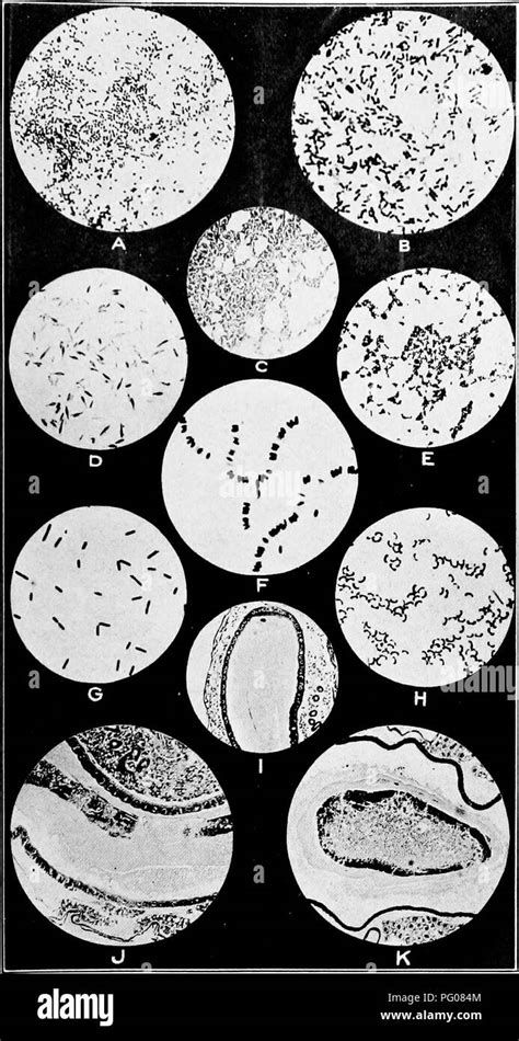 An Illustration From A U S Department Of Agriculture Publication