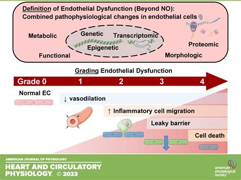 Hadis Shakeri On Linkedin Get Ready To Delve Into The World Of Endothelial Cell Dysfunction Ecd …