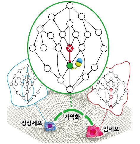 암세포→정상세포 회복 원리 규명···암치료 새 전기