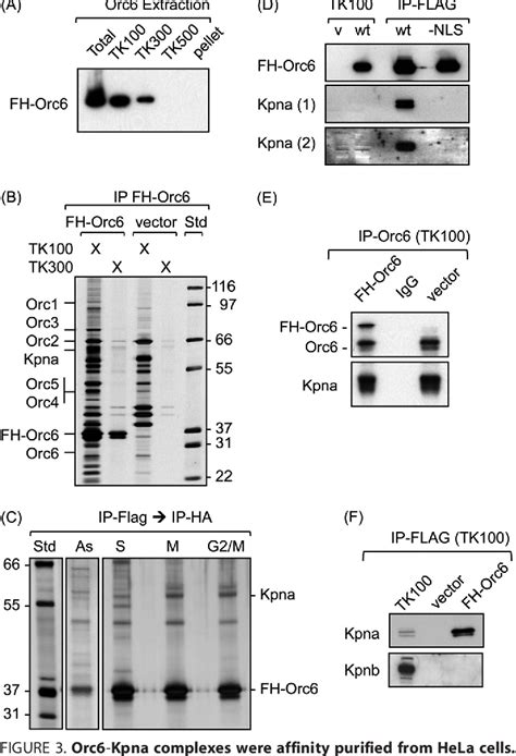 Figure 3 From Assembly Of The Human Origin Recognition Complex Occurs Through Independent