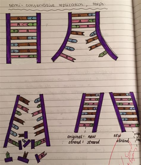 How To Draw Dna Replication Diagram Arlen Simms
