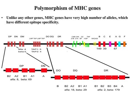 Ppt Antigens Mhc Proteins Antigen Presentations Powerpoint Presentation Id 6542449