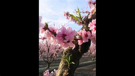 მე ატმის ყვავილს მივიბნევ გულზე მერი ბარნაბიშვილი Youtube