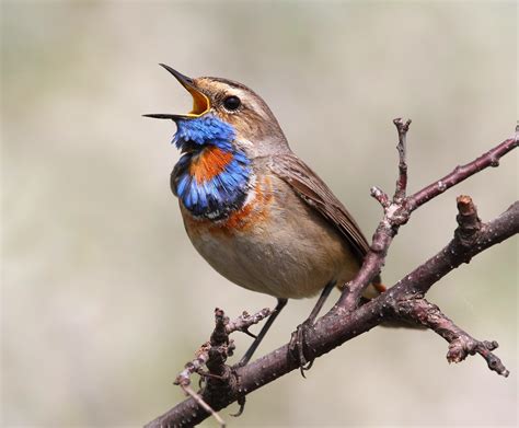 Songbirds Can Control Single Muscle Fibers While Singing