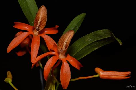 Dendrobium Unicum Care And Culture Travaldos Blog