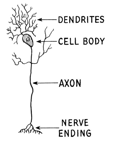Difference Between Axons And Dendrites Compare The Difference Between Similar Terms