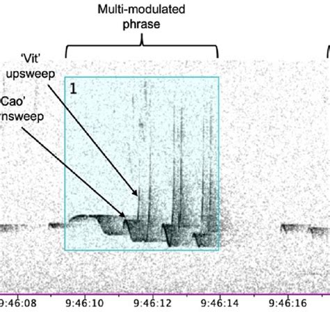 Example Spectrogram Of A Cao Vit Gibbon Duet Showing The Male