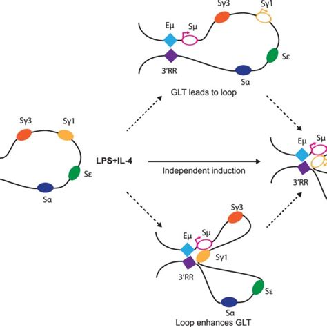 Cellular Events During B Cell Clonal Expansion And Differentiation