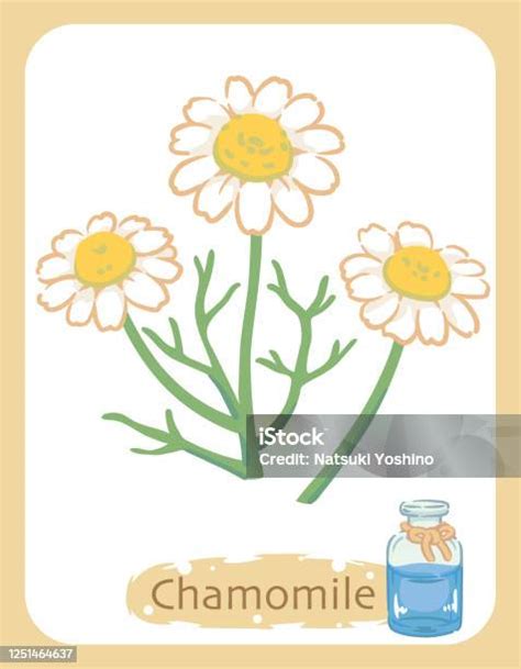 카모마일과 아로마테라피 병의 일러스트 벡터 그림입니다 0명에 대한 스톡 벡터 아트 및 기타 이미지 0명 꽃 식물 메뉴판 Istock