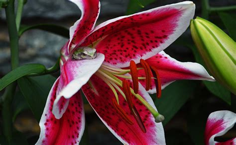 Lazy Lily Dayz Photograph By TJ Larson Pixels