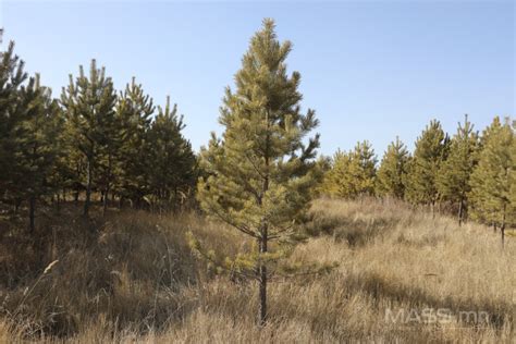 “СОЁОЛЖ” КОМПАНИ 6 Р САРД МОД ҮРЖҮҮЛГИЙН ТАЛБАЙДАА НЭЭЛТТЭЙ ӨДӨРЛӨГ ЗОХИОН БАЙГУУЛНА