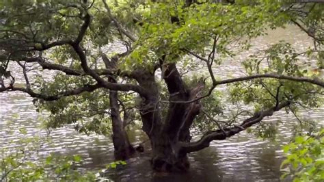 나무사이 사이로 잔잔한 물결이 청송주산지 가을풍경 가을여행 Youtube