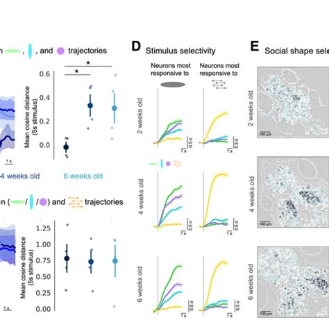 maturation of neural selectivity to the shape of social motion stimuli