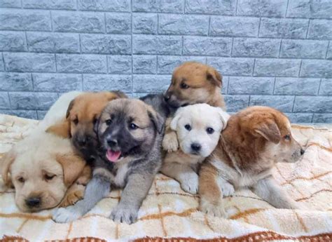 진도믹스 6마리강아지책임분양 강아지분양 고양이분양 컴투펫 시츄 셔틀랜드쉽독 말티푸 미니핀 치와와 요크셔테리어 포메라니안 말티즈 분양