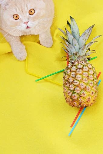 생강 고양이는 잘 익은 파인애플과 노란 배경에 칵테일 스틱 근처에 앉아있다 노란색 배경에 파인애플입니다 해변과 열대 테마 칵테일 파티 가축에 대한 스톡 사진 및 기타 이미지