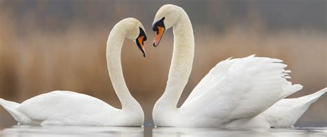 Geese And Swans In The United States Species Bird Watching HQ