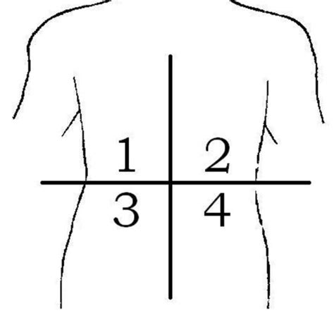 Intro To Anatomy Flashcards Quizlet