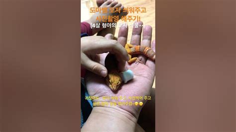 도마뱀 모자 씌워주기 도마뱀사진찍어주기 Youtube