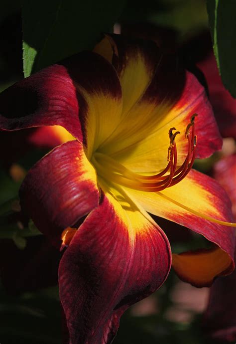 Persian Ruby Day Lily Ii Photograph By Suzanne Gaff Fine Art America