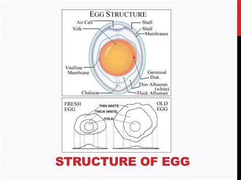 Grading And Quality Parameters Of Eggs Pptx