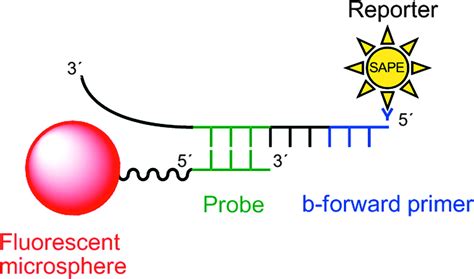 Diagnostic Evaluation Of Multiplexed Reverse Transcription Pcr Microsphere Array Assay For
