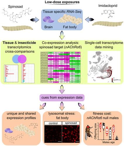 Tissue Specific Transcriptome Analyses In Drosophila Provide Novel