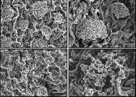A D Scanning Electron Micrographs Of B Bassiana Conidia Applied In Download Scientific