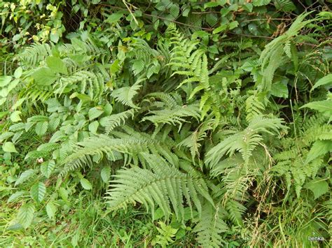 Bylinky Ze Salaše Kapraď Samec