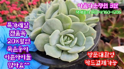 아름다운정원 3탄 군생다육 세일된가격에 20할인 ♡흑장미 ♡말간 ♡파인로즈 ♡제이드스타 ♡글램핑크 ♡백야♡화이트소울 ♡프리티우먼 ♡베이비볼~~ Youtube