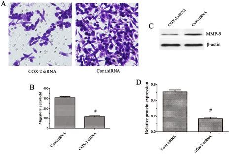 Sirna Knockdown Of Cyclooxygenase 2 Cox 2 Leads To Inhibition Of Cell Download Scientific