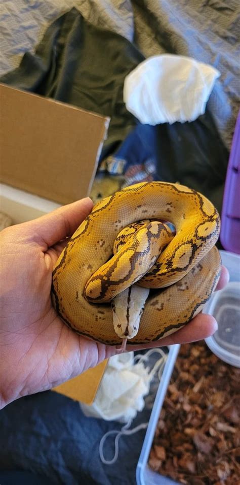 Retic Thinks Hes A Ball Python Rsneks