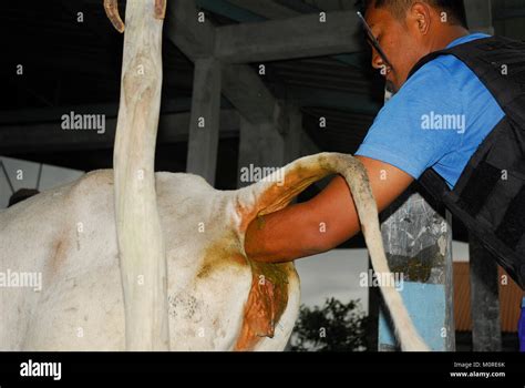 Indonesia Rd Jan Artificial Insemination Is The Introduction Of Semen Into The Female