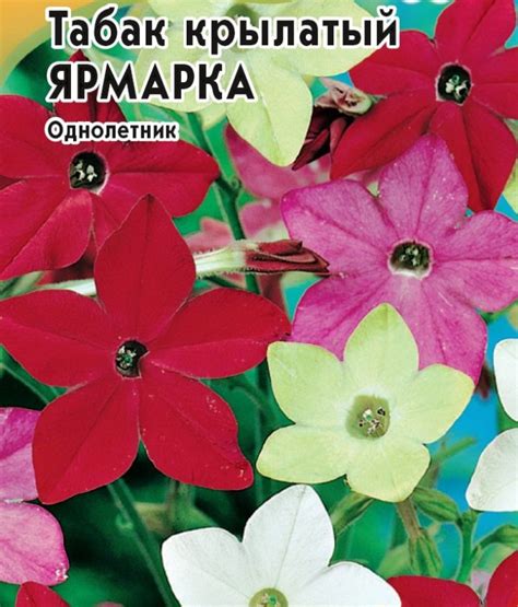 Купить семена душистого табака - неприхотливые сорта по выгодным ценам