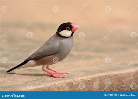Java Sparrow Stock Image Image Of Laid Eggs Cultivation 47383931
