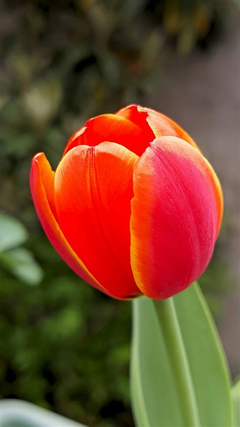 4000 Najlepszych Zdjęć Z Kategorii Polskienastolatkinago · Do