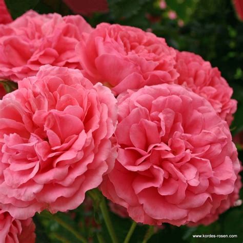 Wellenspiel® | Kordes Rosen