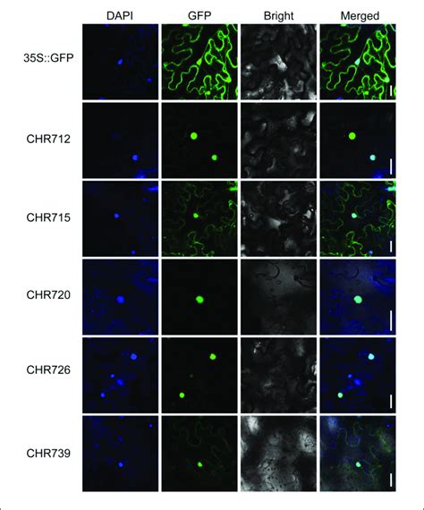 The Subcellular Localization Of Oschr712715720726739 The