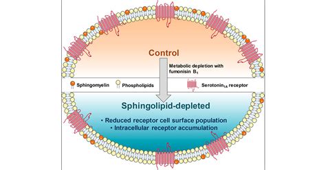Metabolic Depletion Of Sphingolipids Reduces Cell Surface Population Of The Human Serotonin A