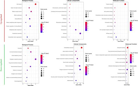 top 10 functional analyses of the overlapping up regulated and
