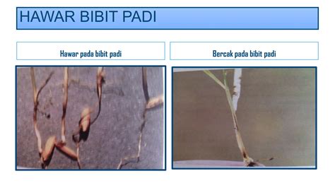 Pra Tanam Dan Tanam Padi Dalam Produksi Benih Padi Pdf Pra Tanam Dan Tanam Padi Dalam Produksi Benih Padi Pdf