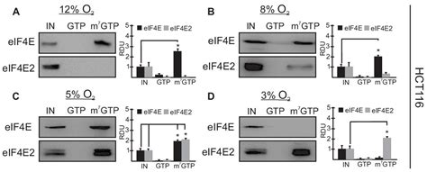 Analysis Of Cap Binding Proteins In Human Cells Exposed To