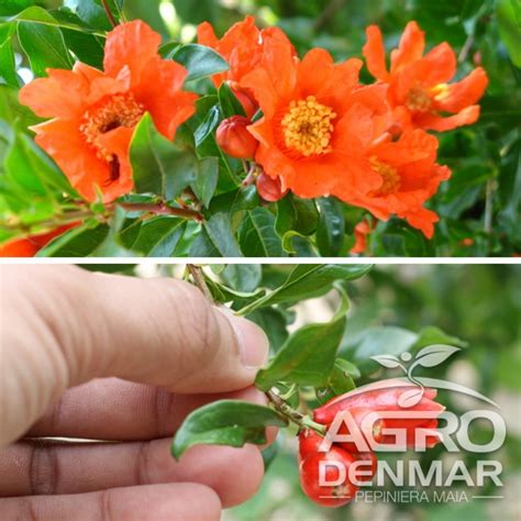 Rodie Acco Agrodenmarro